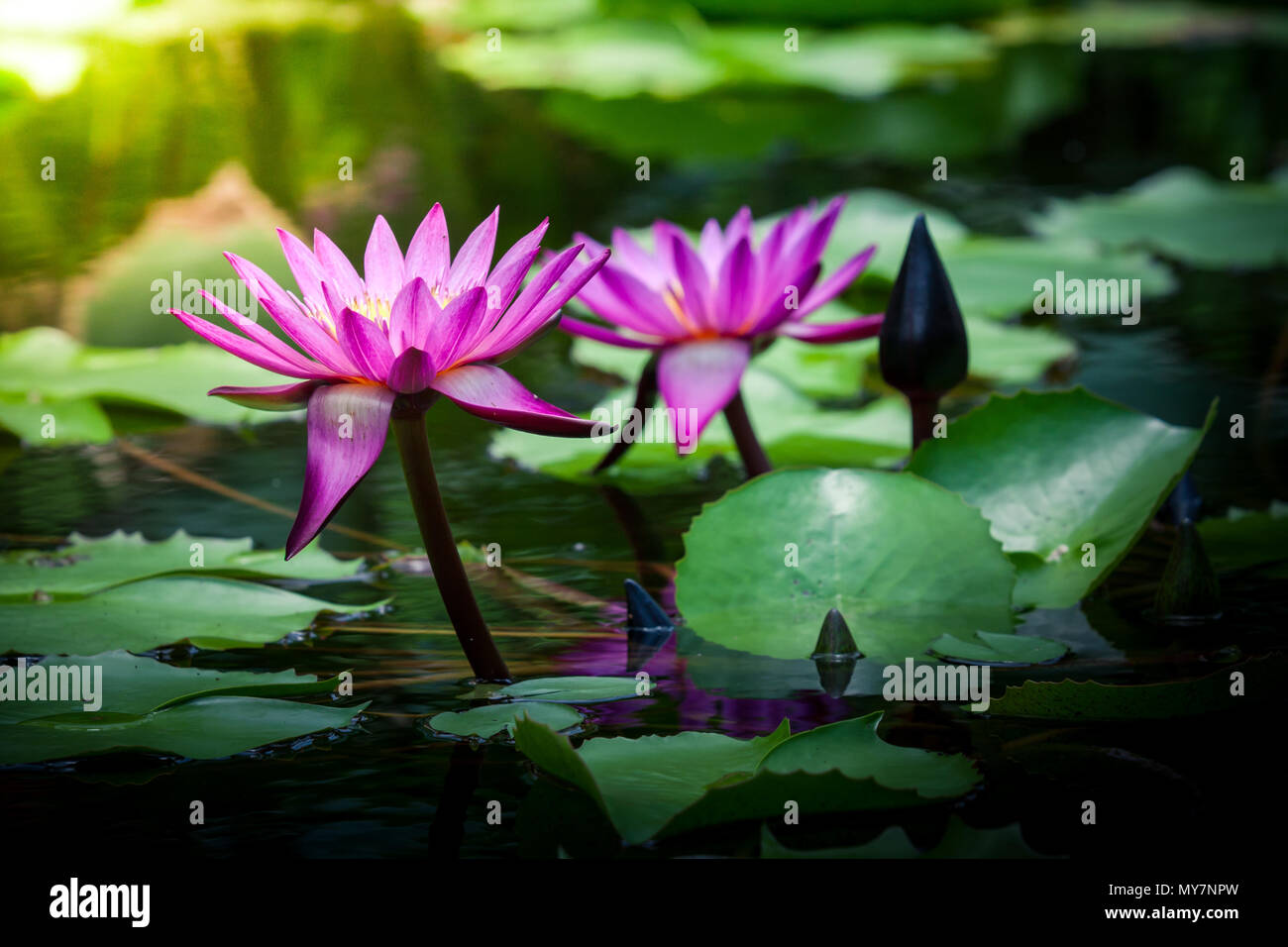 Beautiful pink lotus water lily in pond Stock Photo - Alamy