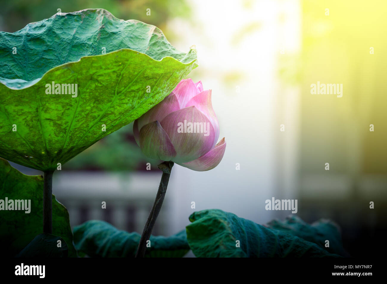 Beautiful pink lotus water lily in pond Stock Photo - Alamy