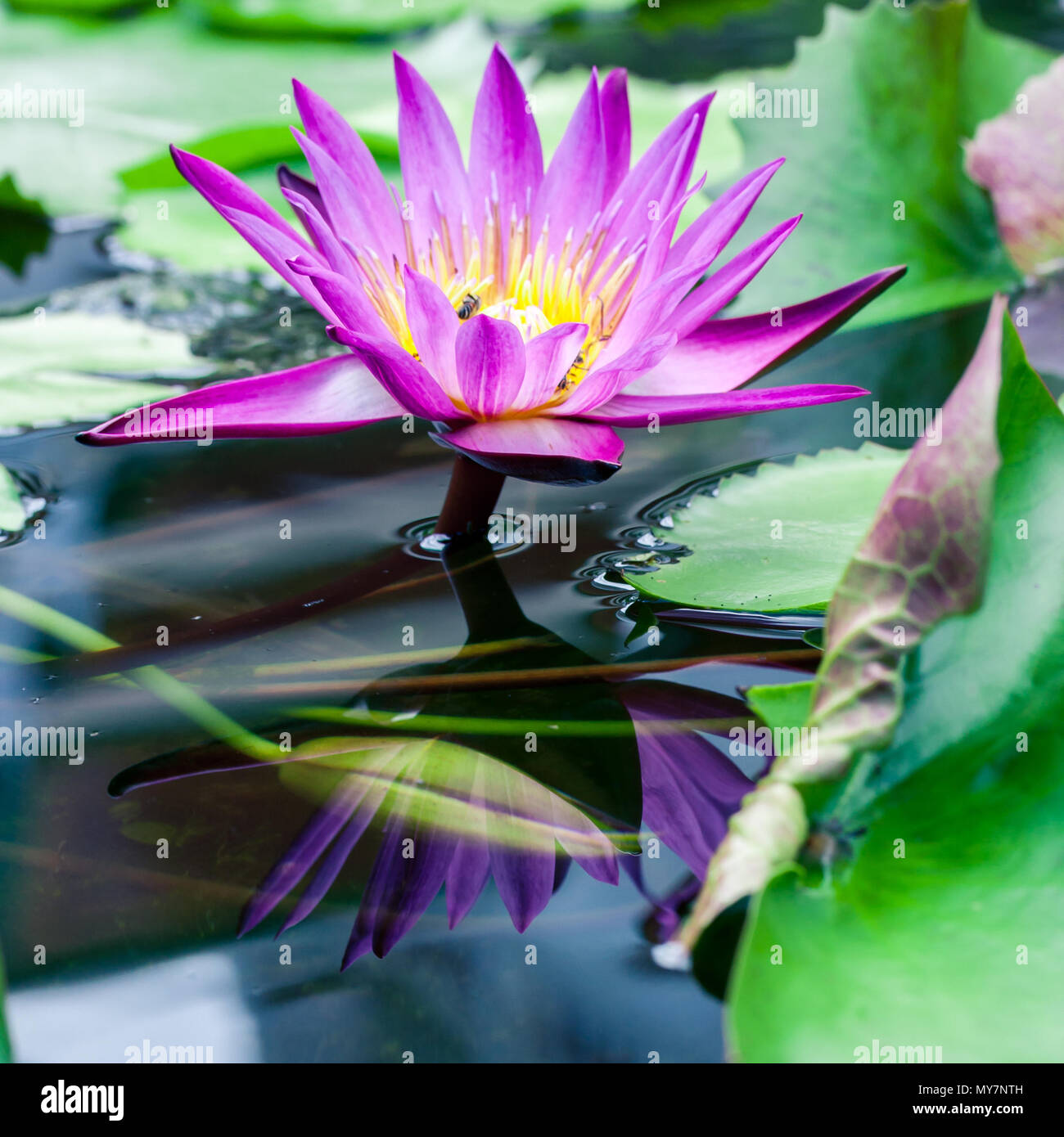 Beautiful pink lotus water lily in pond Stock Photo - Alamy