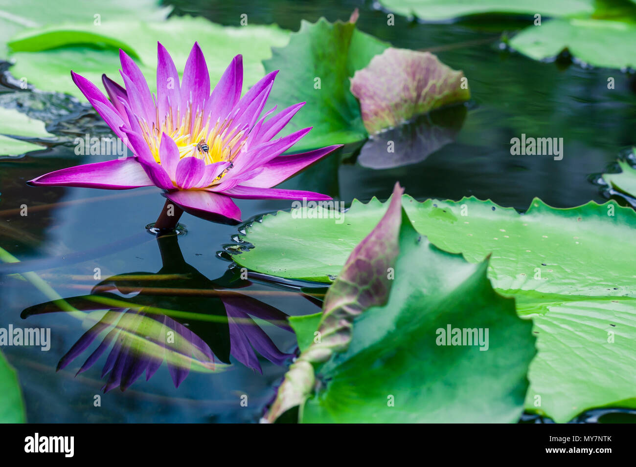 Beautiful pink lotus water lily in pond with sun light Stock Photo - Alamy
