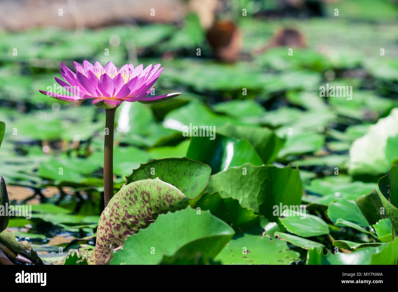 Beautiful pink lotus water lily in pond Stock Photo - Alamy