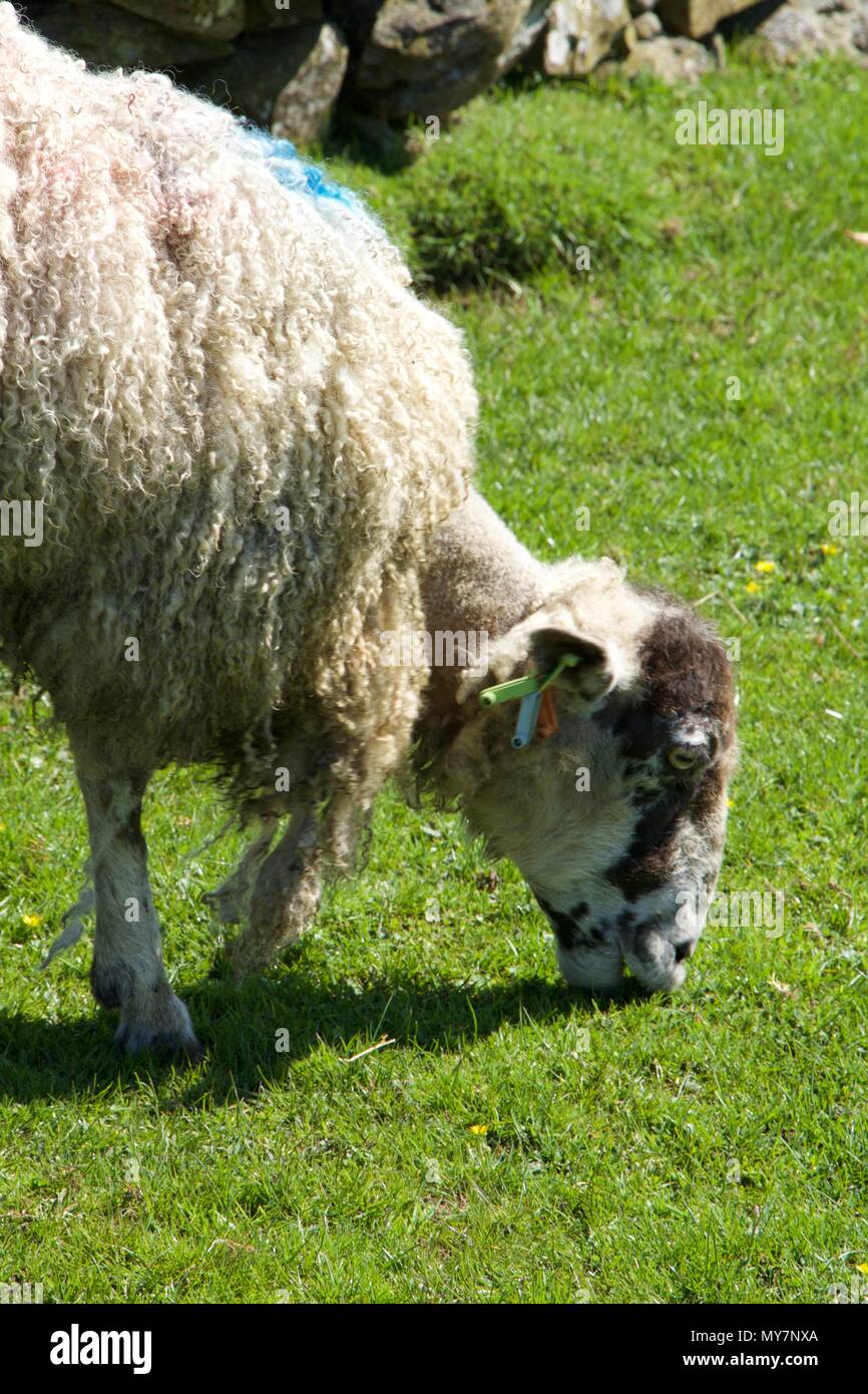 Sheep in Cumbria Stock Photo - Alamy