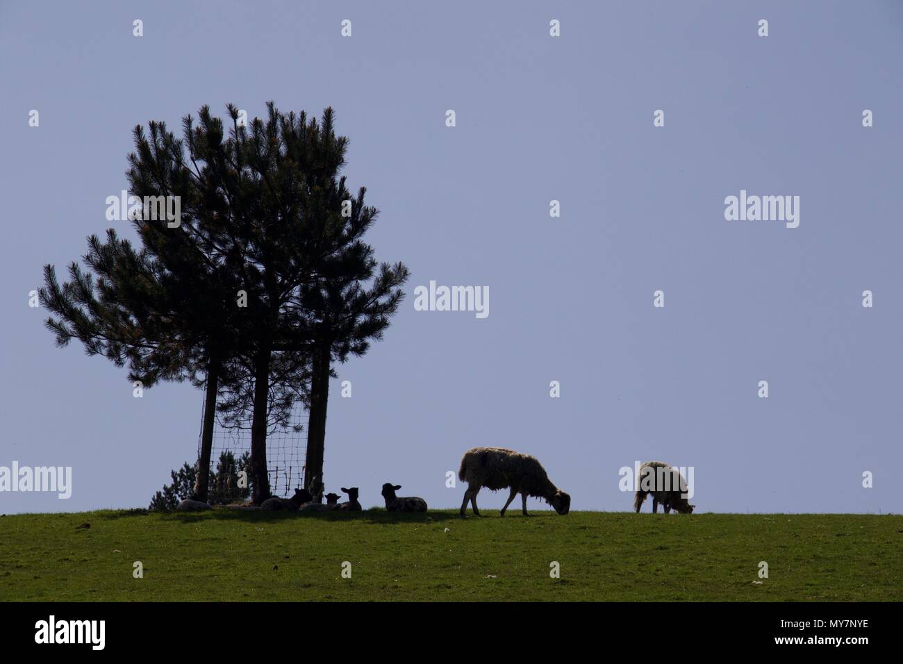 Sheep in cumbria hi-res stock photography and images - Alamy