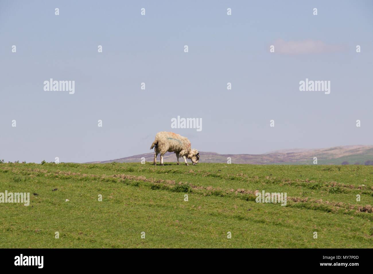 Sheep in Cumbria Stock Photo - Alamy
