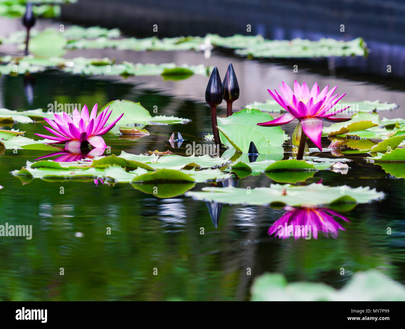 Beautiful pink lotus water lily in pond Stock Photo - Alamy