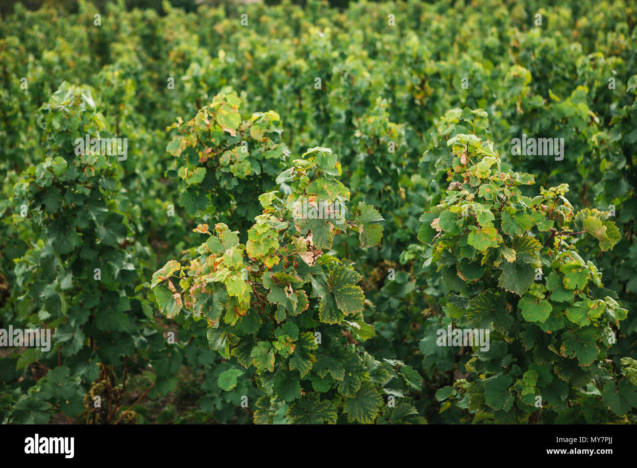 Many green grape trees grow in the vineyard Stock Photo - Alamy