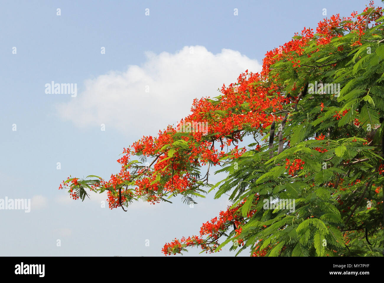 Asian feeling Vietnamese Skyline with green tree and bright red flowers ...