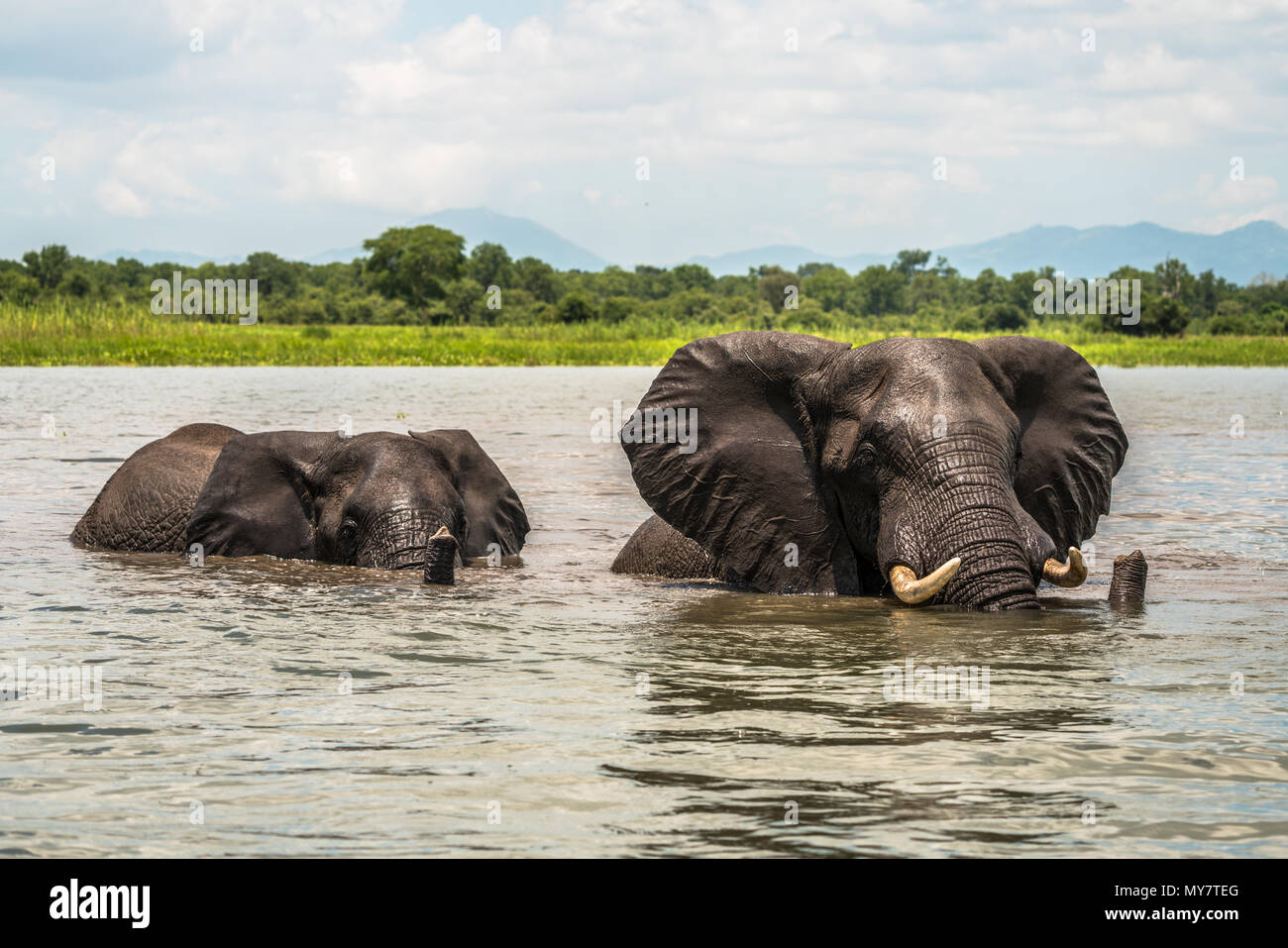 Shire river malawi hi-res stock photography and images - Alamy