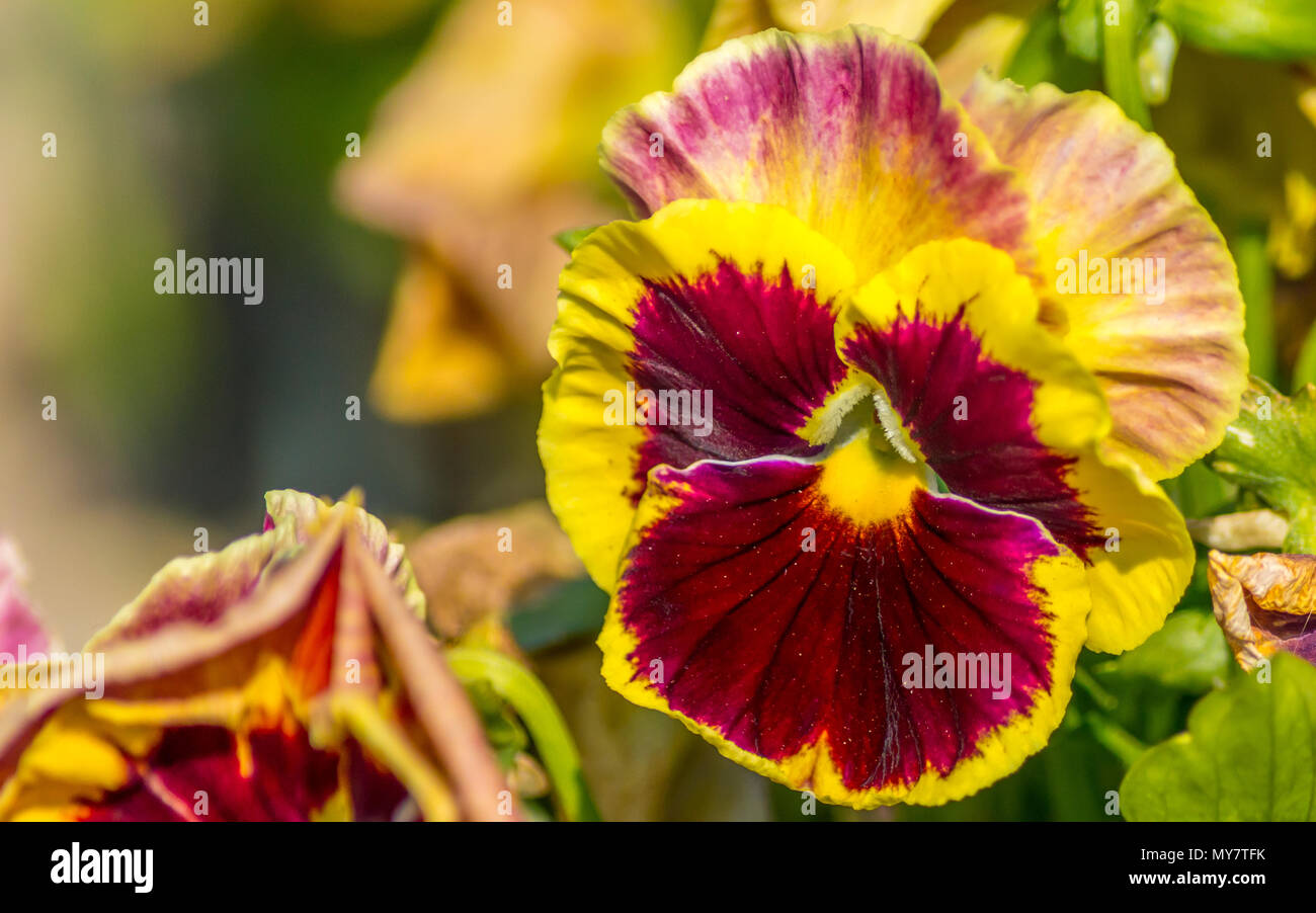 Tricolor pansy or Viola tricolor flowering plant with natural ...