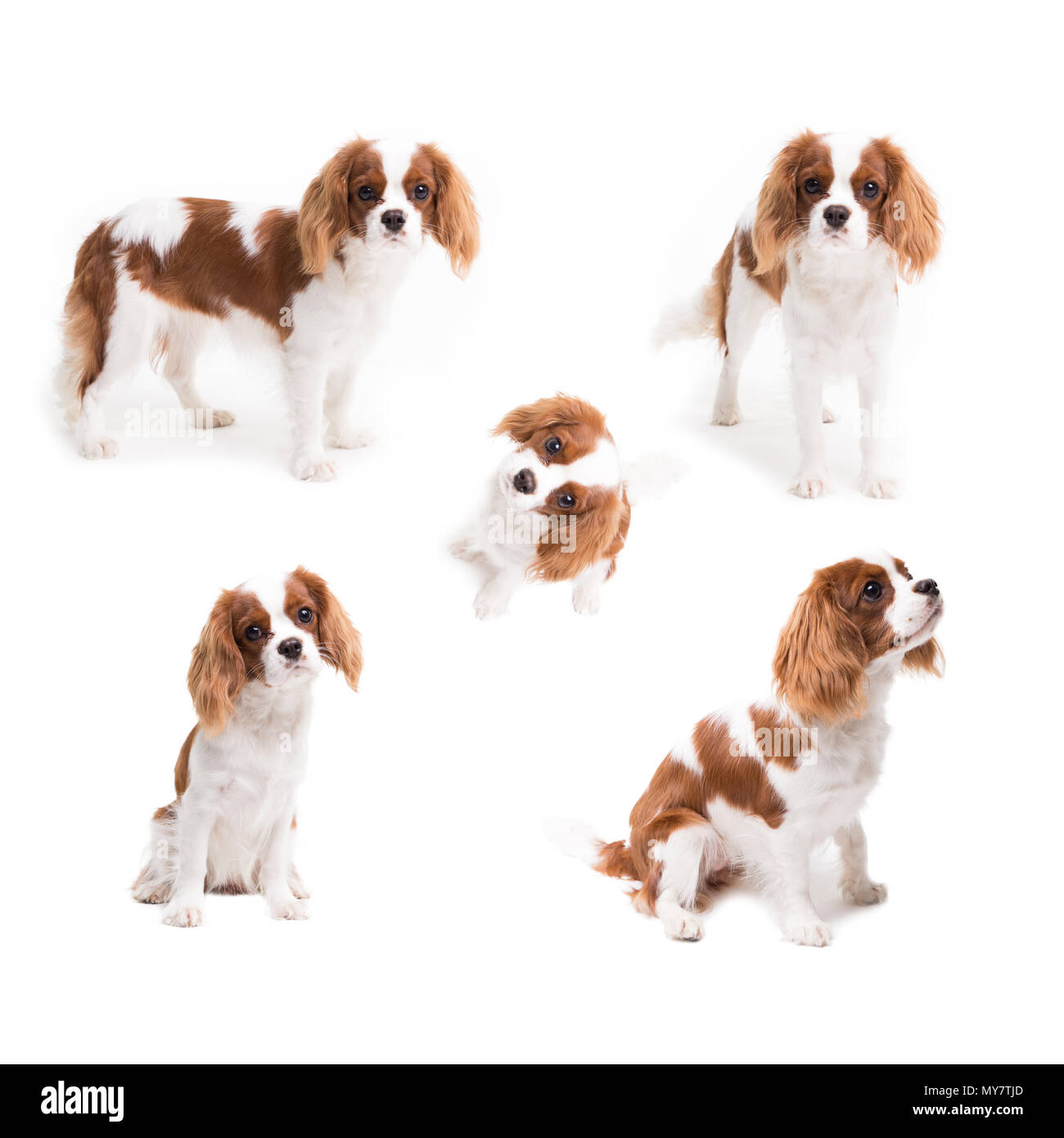 Pedigree dogs collage. Cavalier King Charles Spaniel in studio on white ...