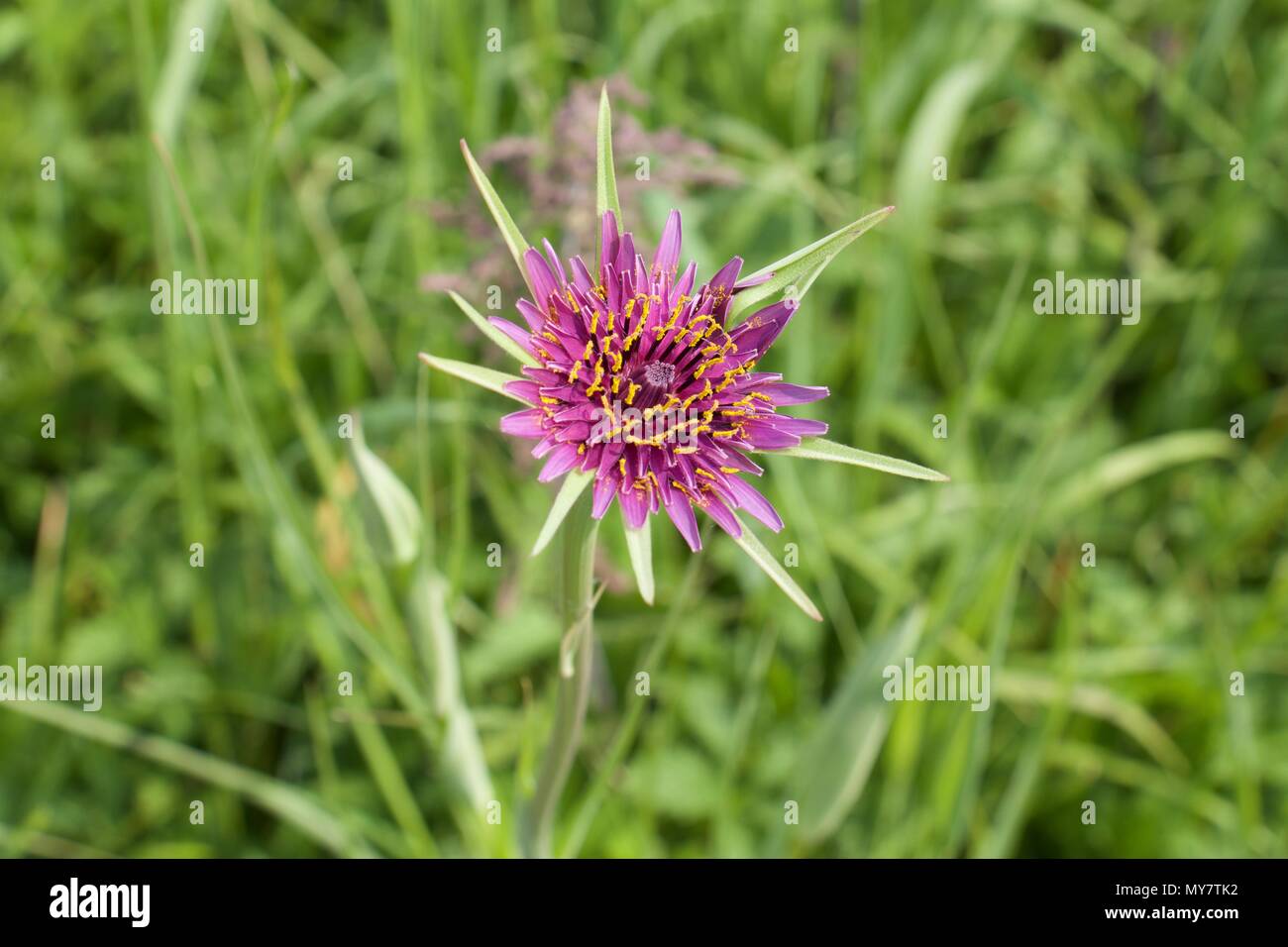 Purple Goat's Beard flower Stock Photo - Alamy