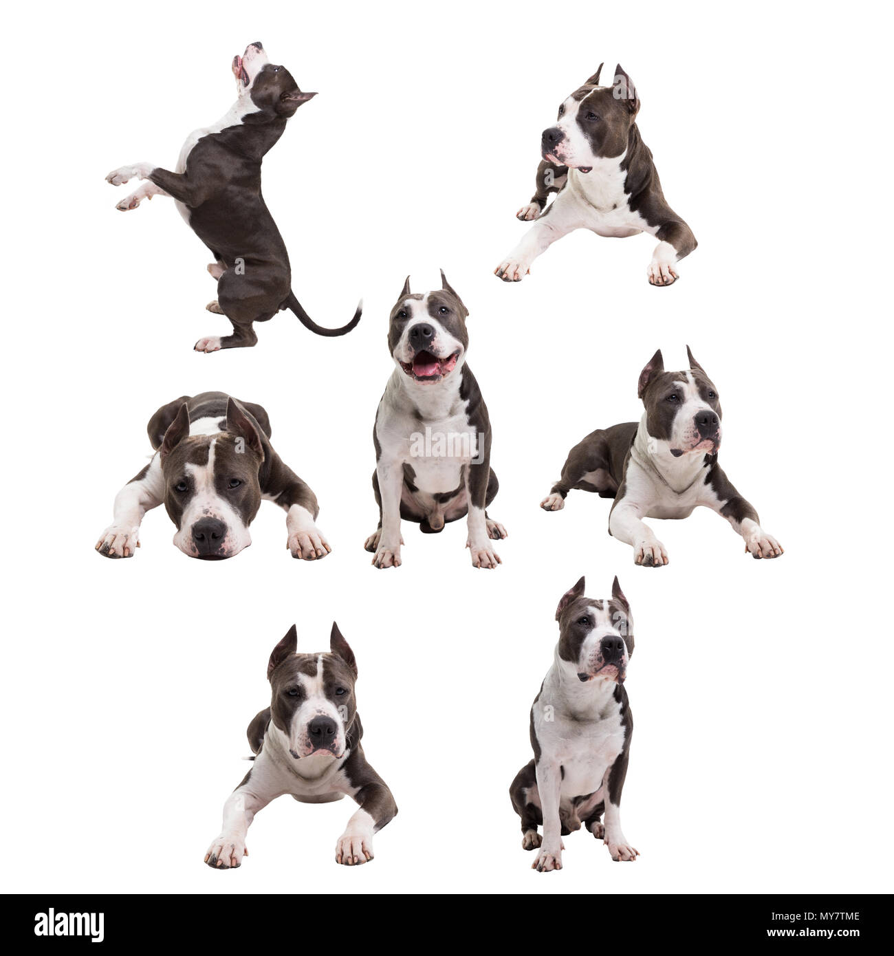 dog fighting breeds - American pit bull terrier - on a white background ...