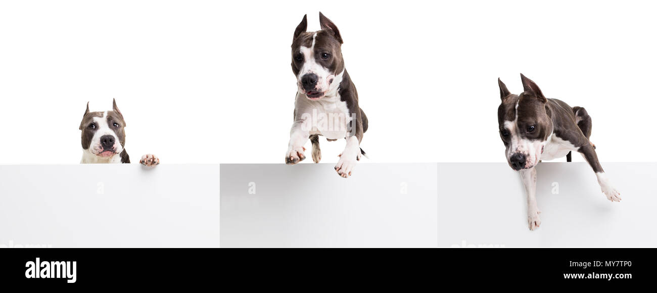 American pit bull terrier jumping over an obstacle in the studio on a ...
