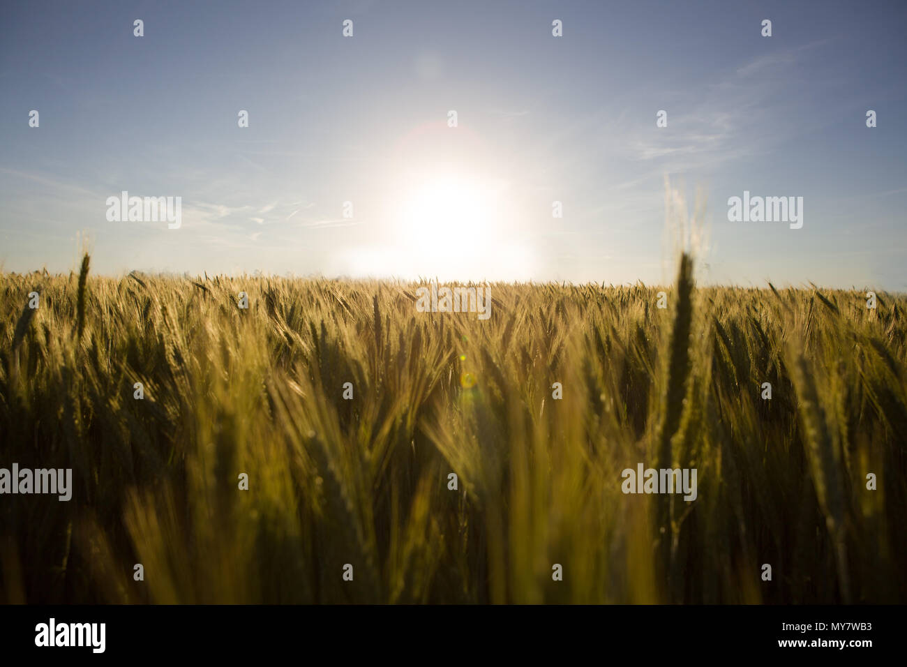 Cultivation of grain hi-res stock photography and images - Alamy
