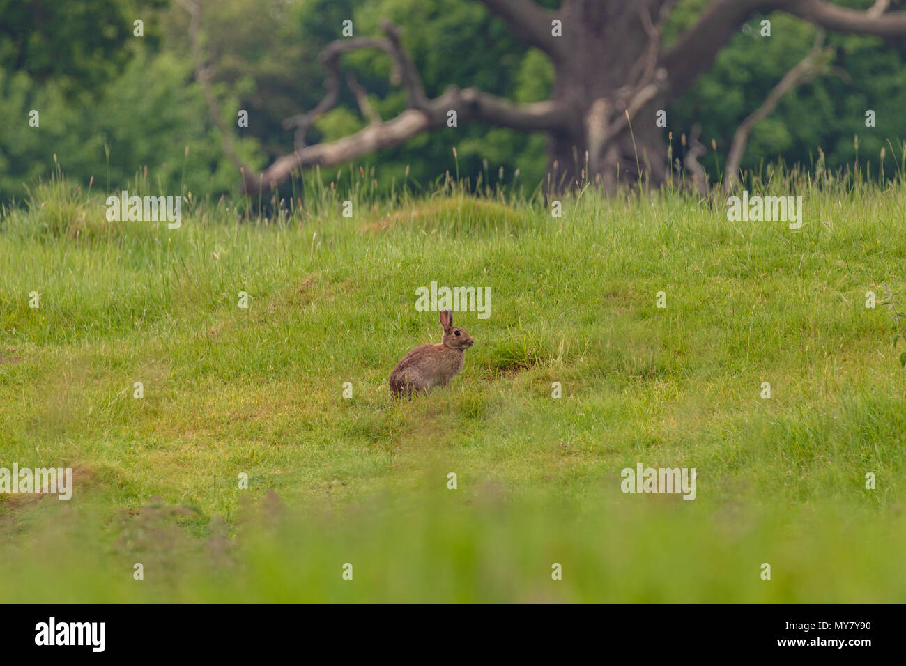 European rabbit (Oryctolagus cuniculus) next to its burrow in a field ...