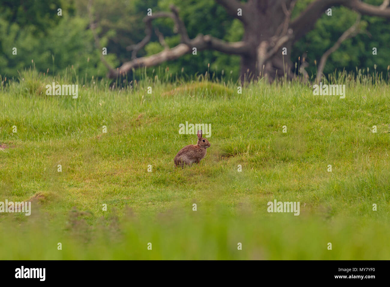 Rabbit burrow uk hi-res stock photography and images - Alamy