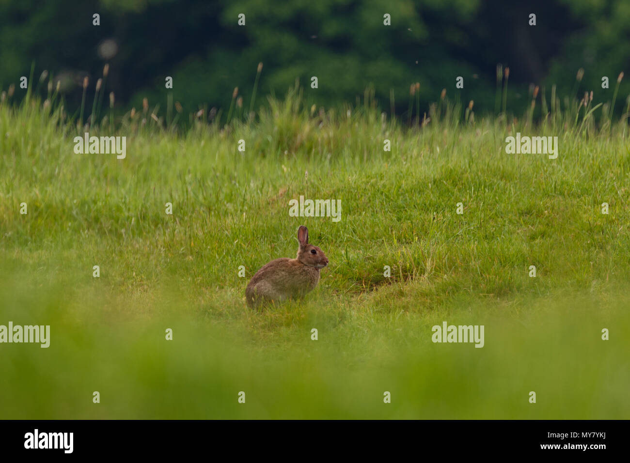 Rabbit burrow hi-res stock photography and images - Alamy