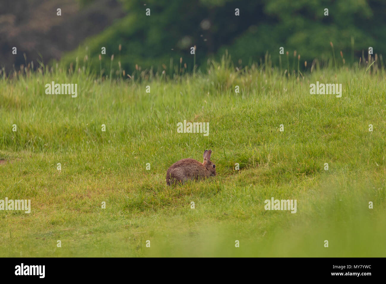 European rabbit (Oryctolagus cuniculus) next to its burrow in a field ...