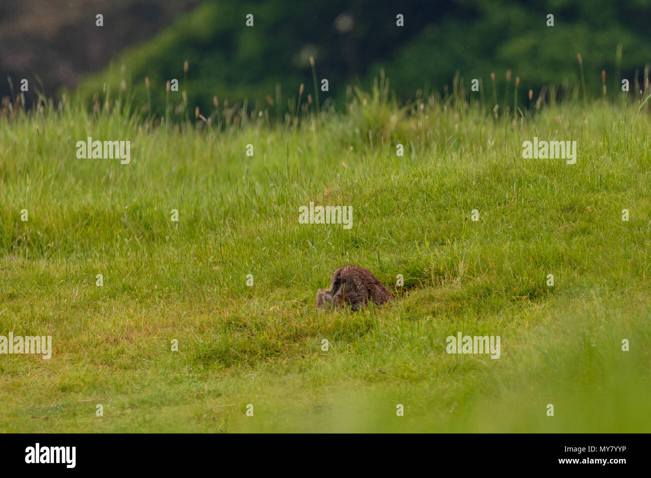European rabbit (Oryctolagus cuniculus) disappearing into its burrow in ...