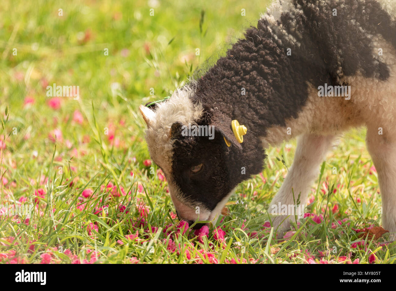 Jacob sheep lamb portrait Stock Photo - Alamy