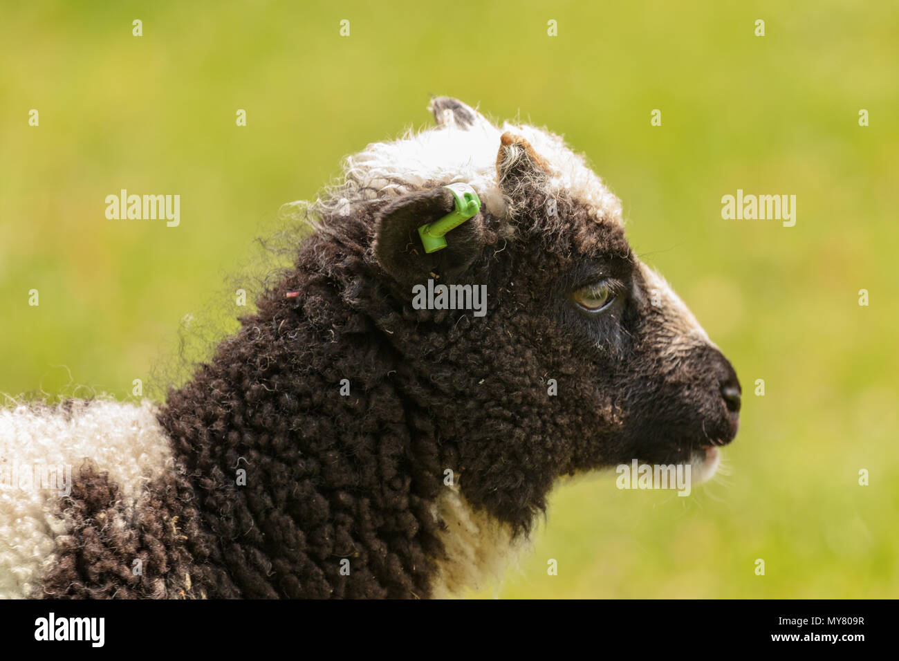 Jacob sheep lamb portrait Stock Photo - Alamy