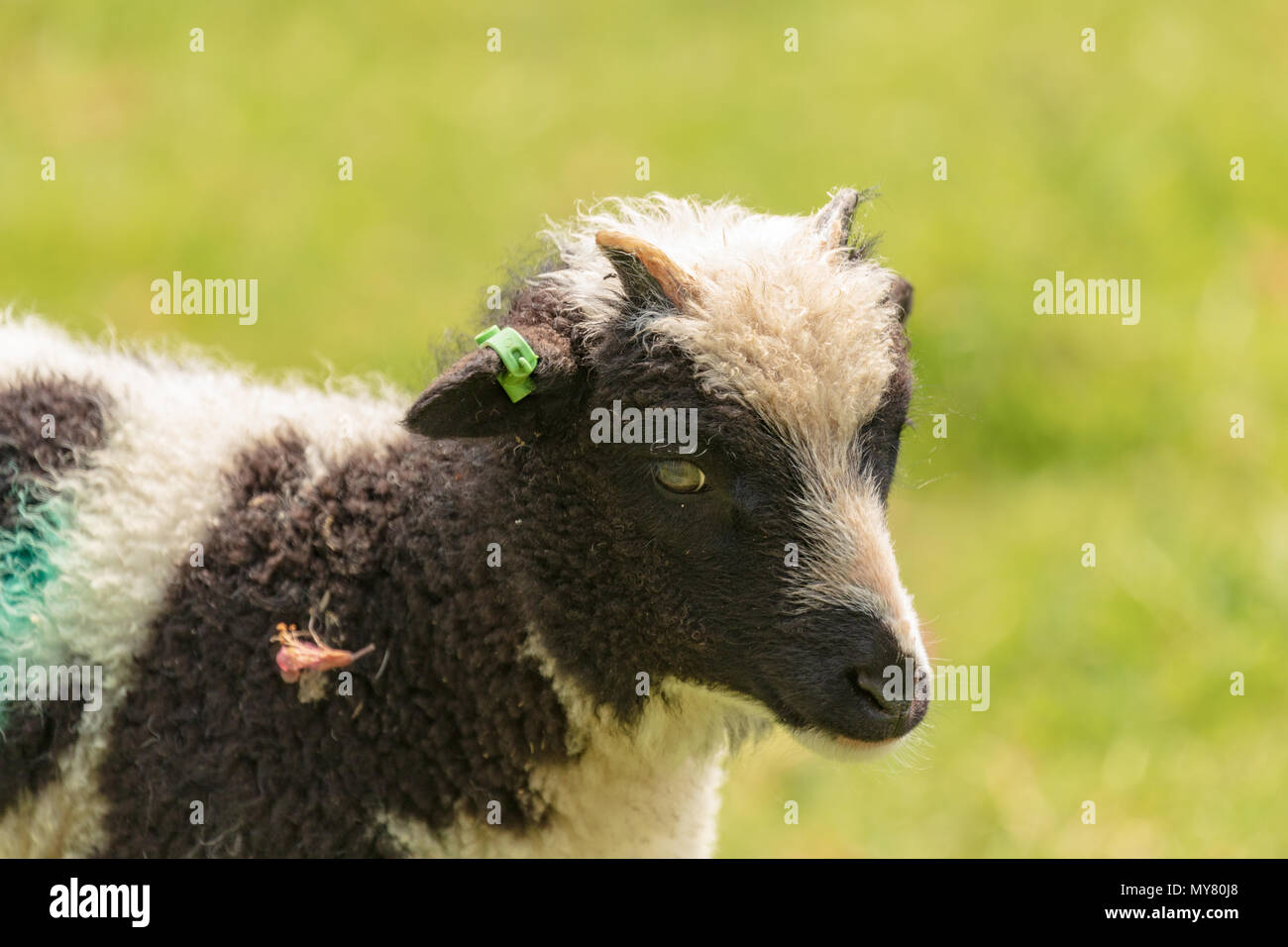 Piebald deer hi-res stock photography and images - Alamy