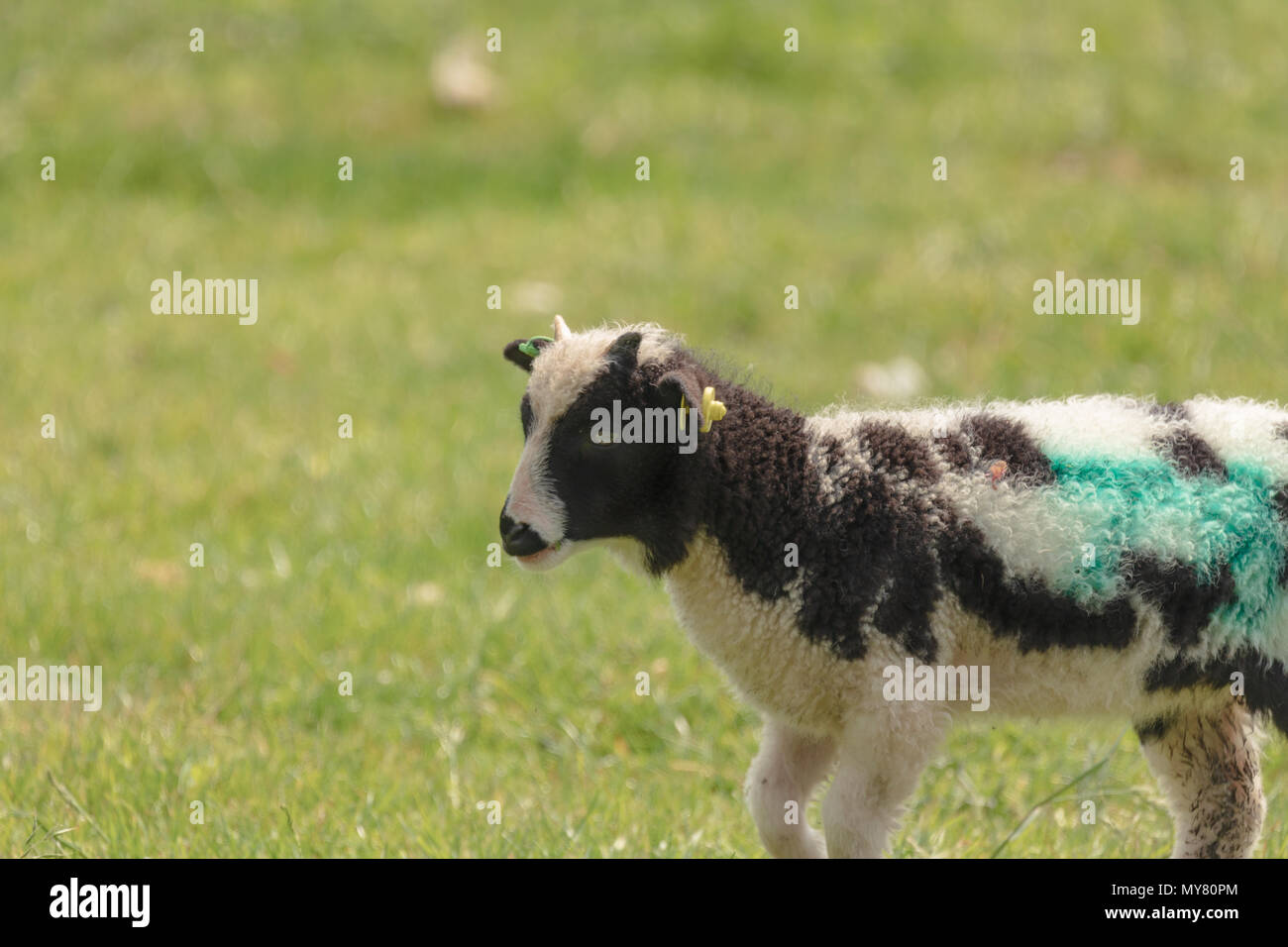 Jacob sheep lamb portrait Stock Photo - Alamy