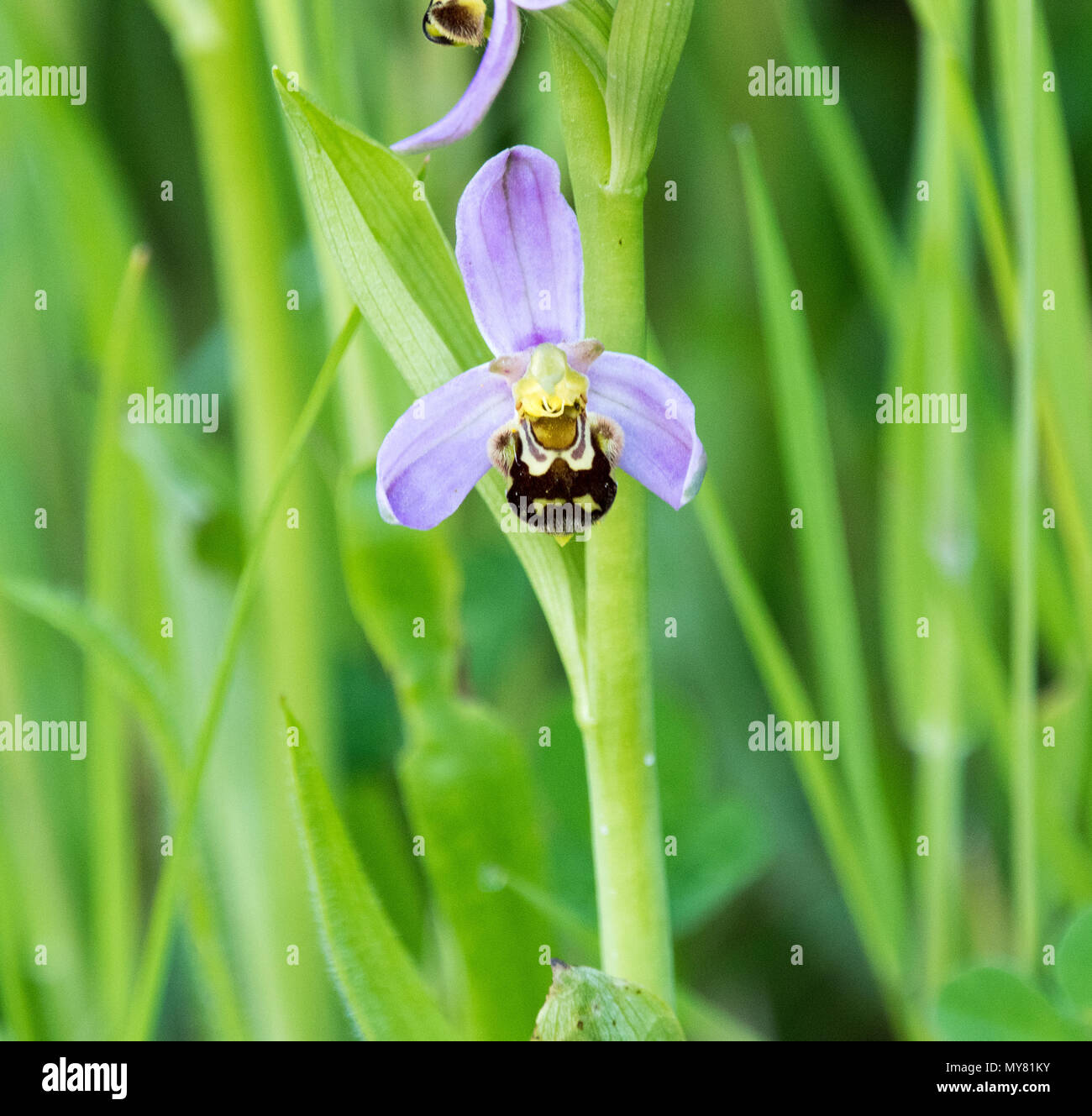 Bee Orchid (Ophrys apifera Stock Photo - Alamy