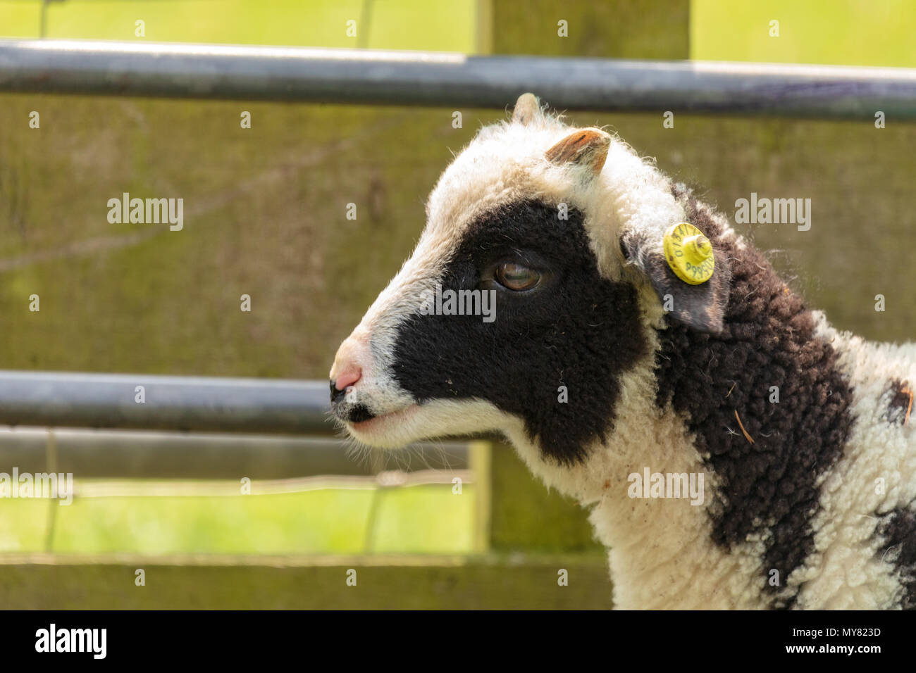 Jacob sheep lamb portrait Stock Photo - Alamy