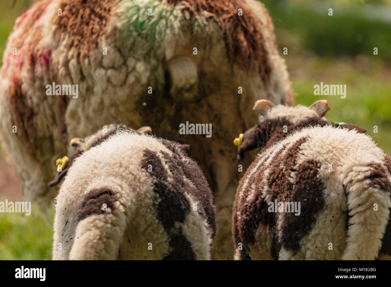 Jacob sheep rear portrait showing two lambs following mother Stock ...