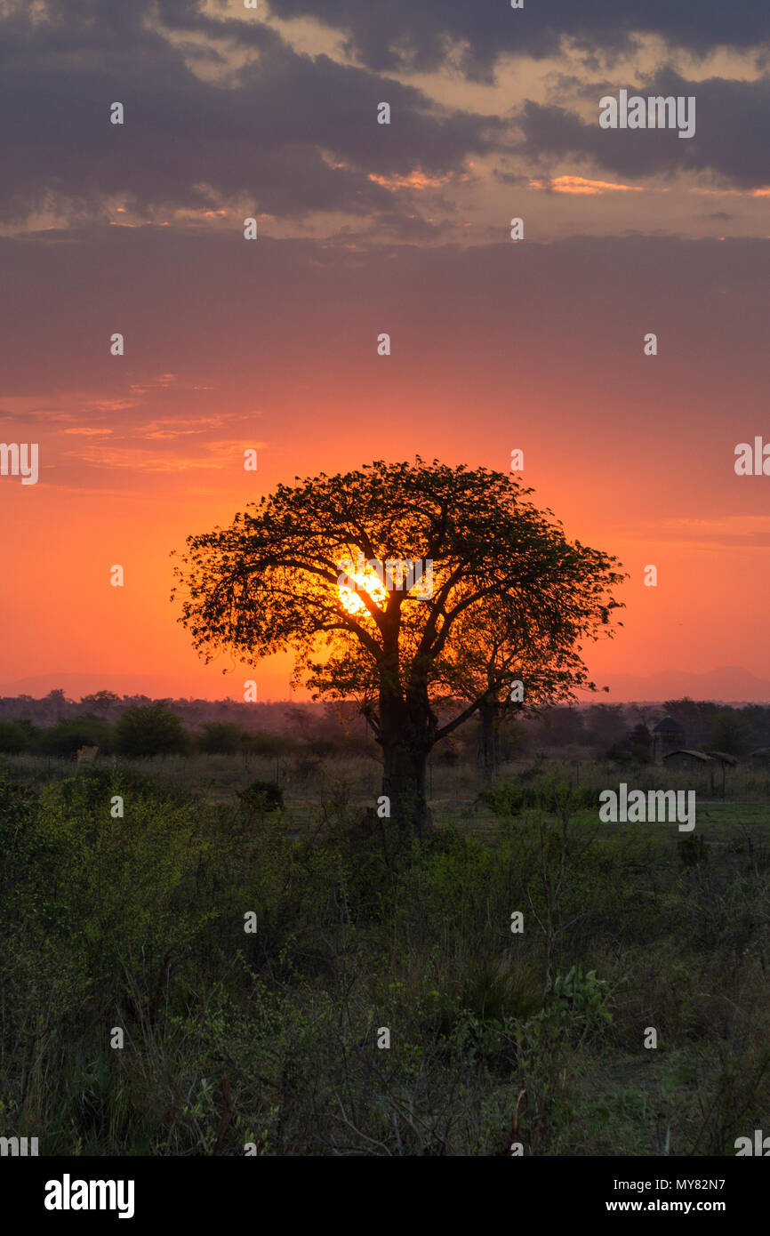 Tree malawi hi-res stock photography and images - Alamy