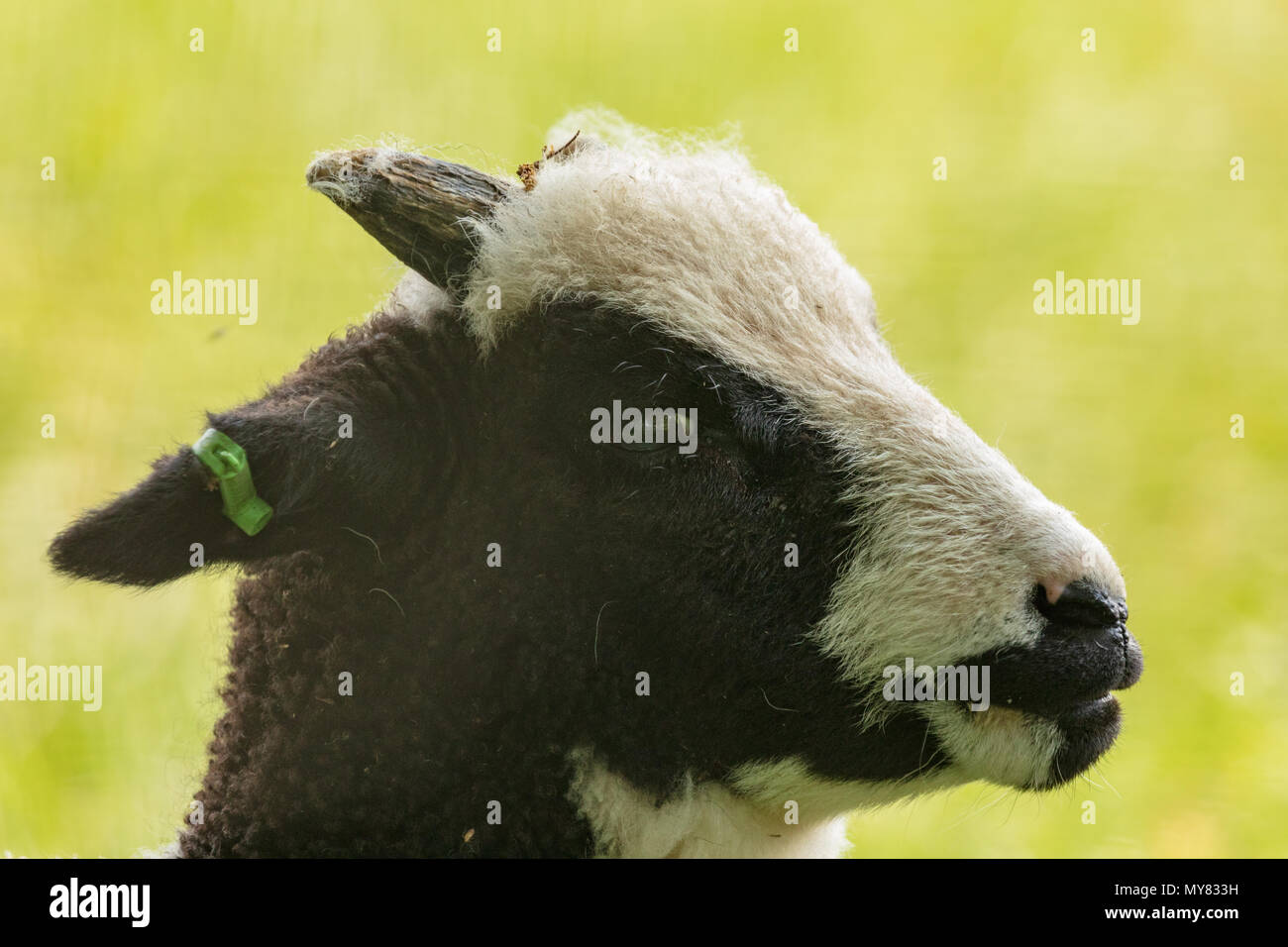 Jacob sheep lamb portrait Stock Photo - Alamy