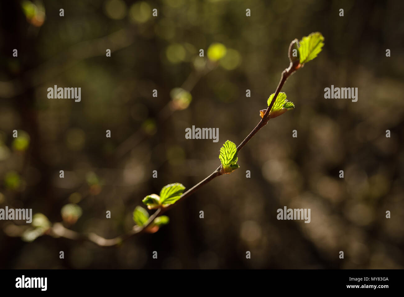 New leaves growing in twig Stock Photo - Alamy