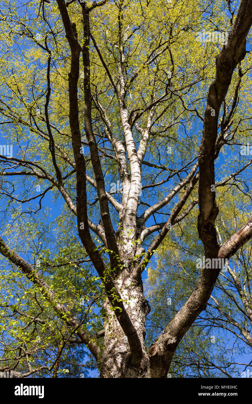 Growing in tree hi-res stock photography and images - Alamy