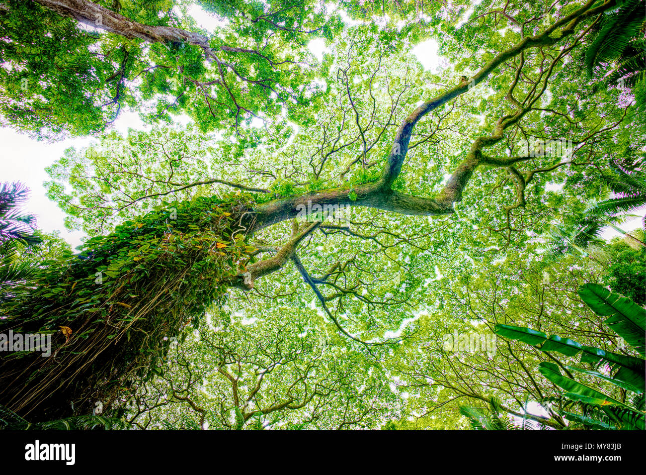 Monkey pod tree hi-res stock photography and images - Alamy