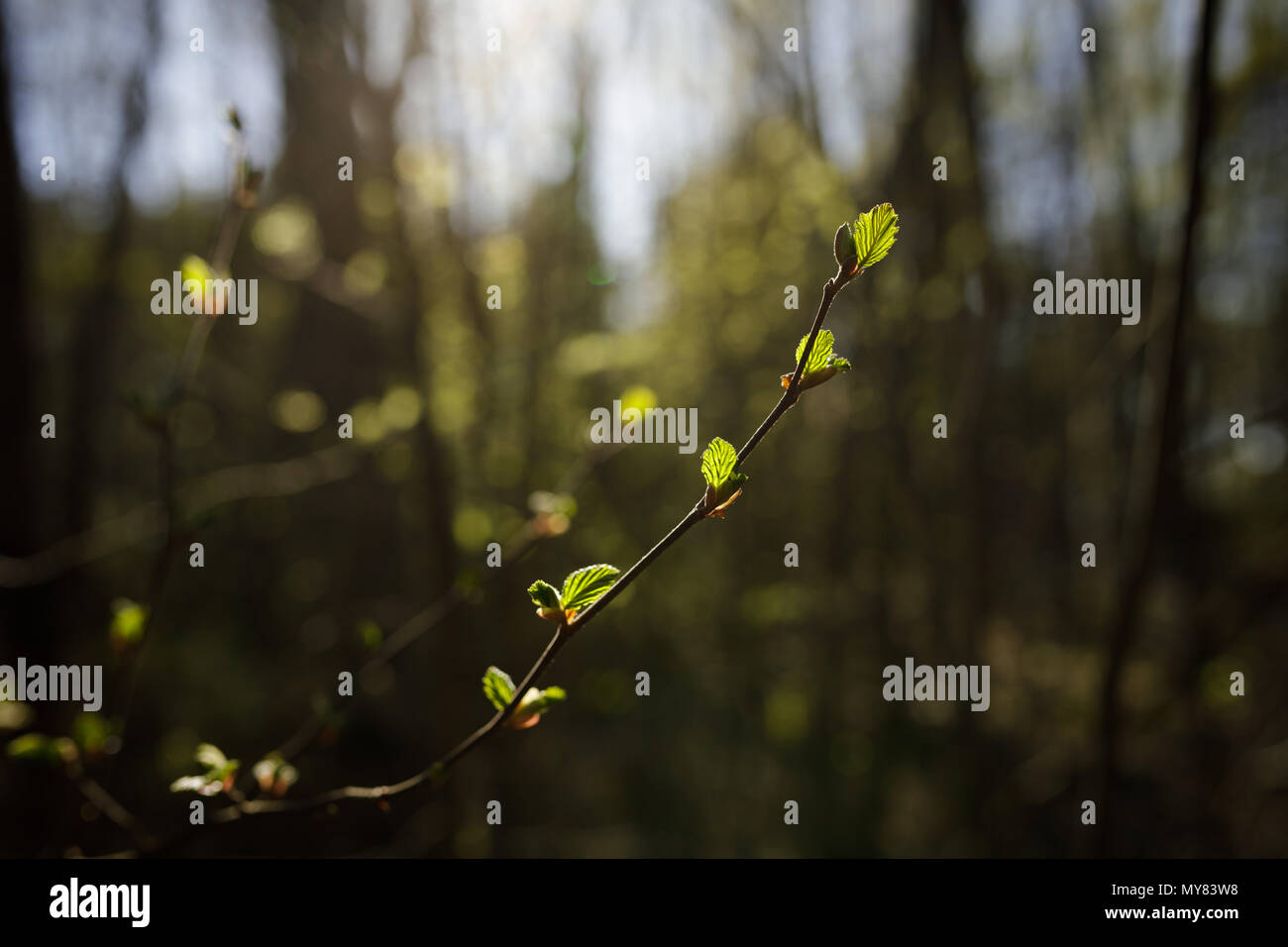 Twig growth hi-res stock photography and images - Alamy