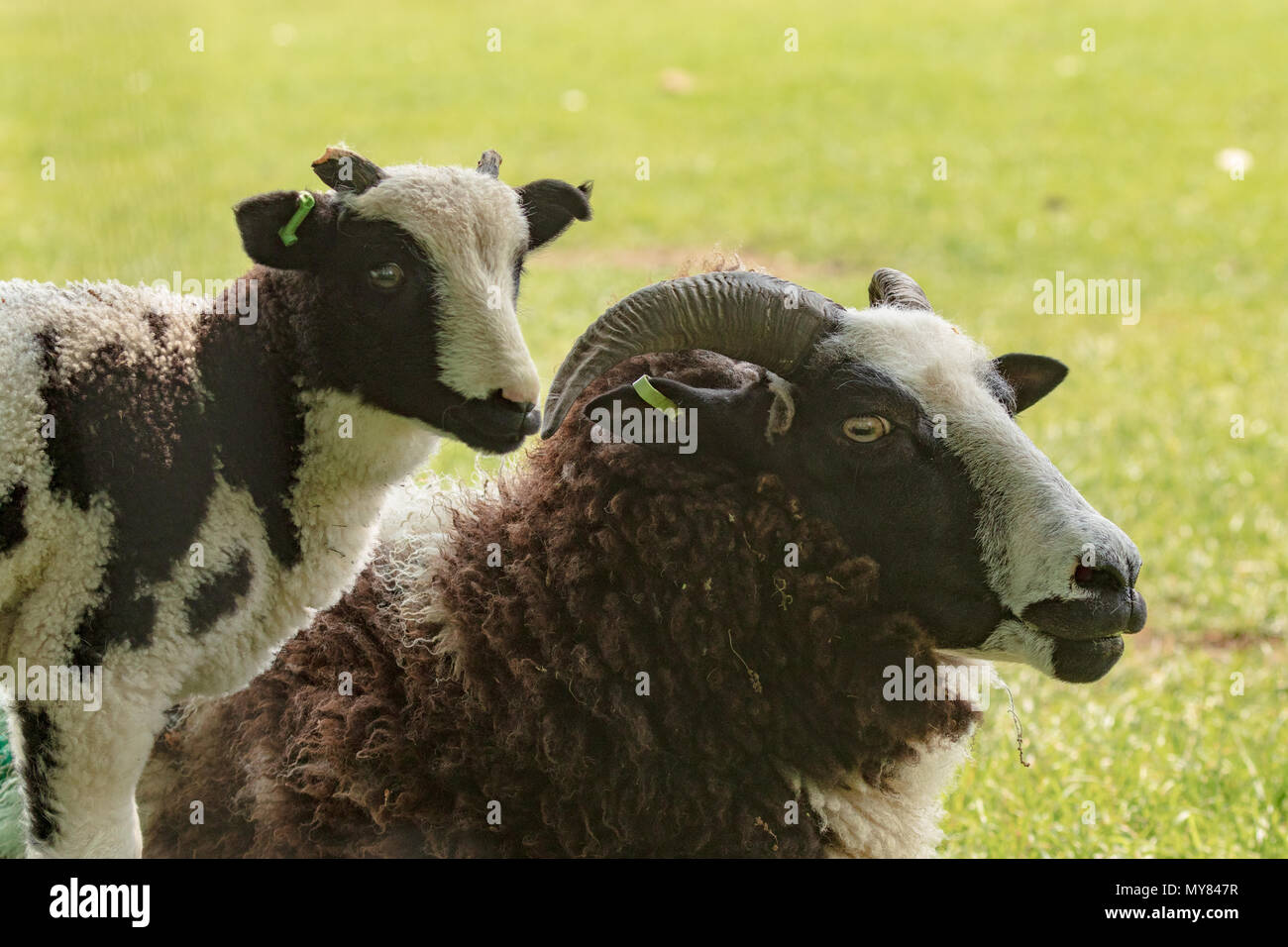 Jacob sheep family portrait Stock Photo - Alamy