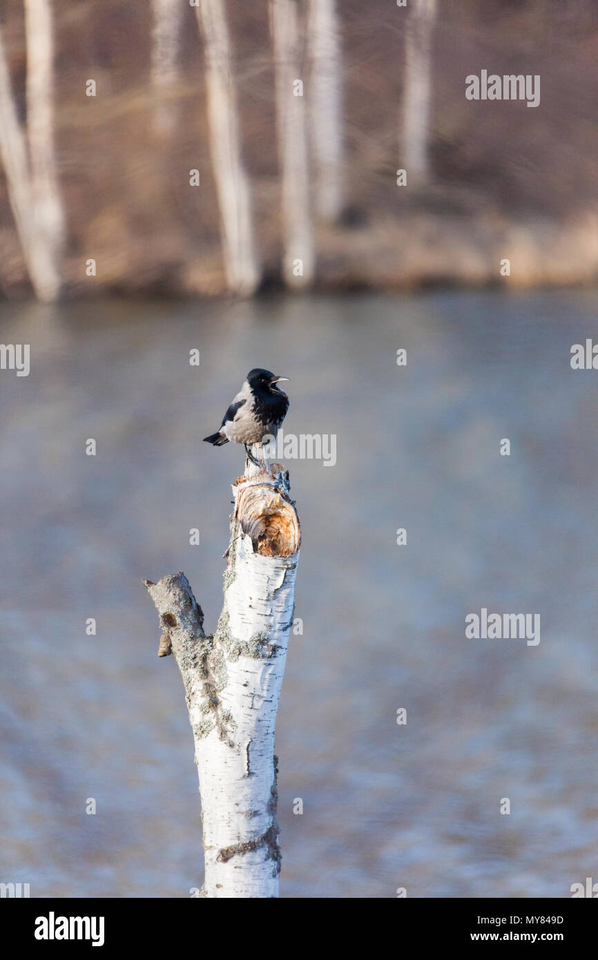 Hooded crow sitting on top of tree Stock Photo - Alamy