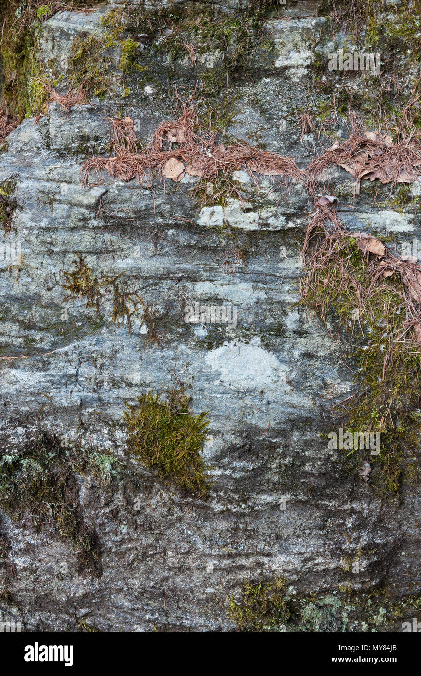 Stone background in forest Stock Photo - Alamy