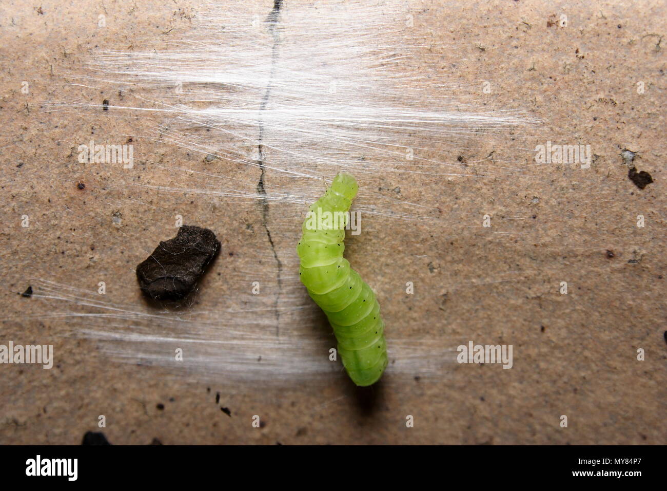 Inside the cocoon hi-res stock photography and images - Alamy