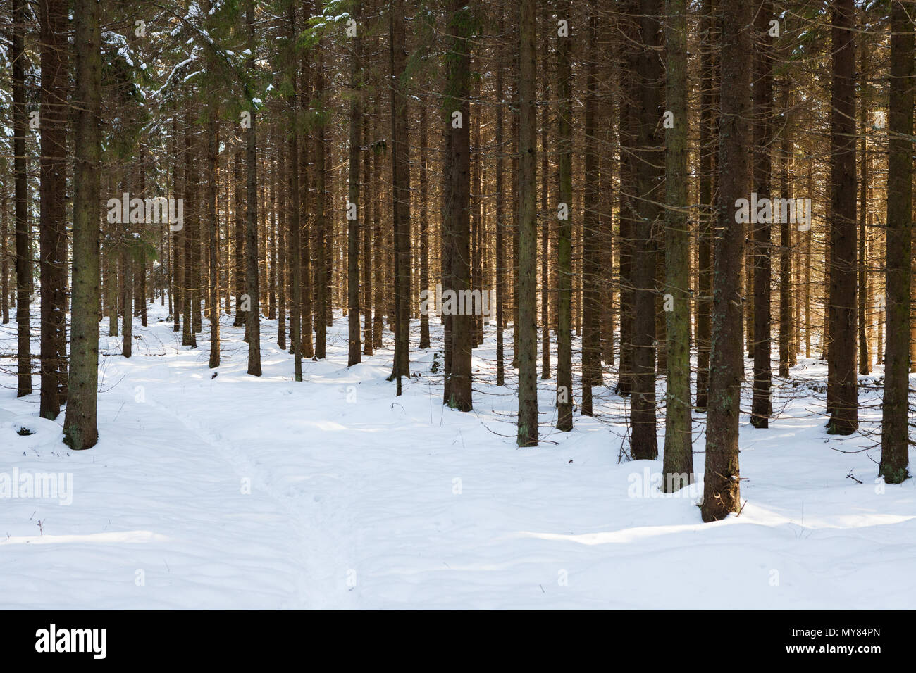 Finnish spruce hi-res stock photography and images - Alamy