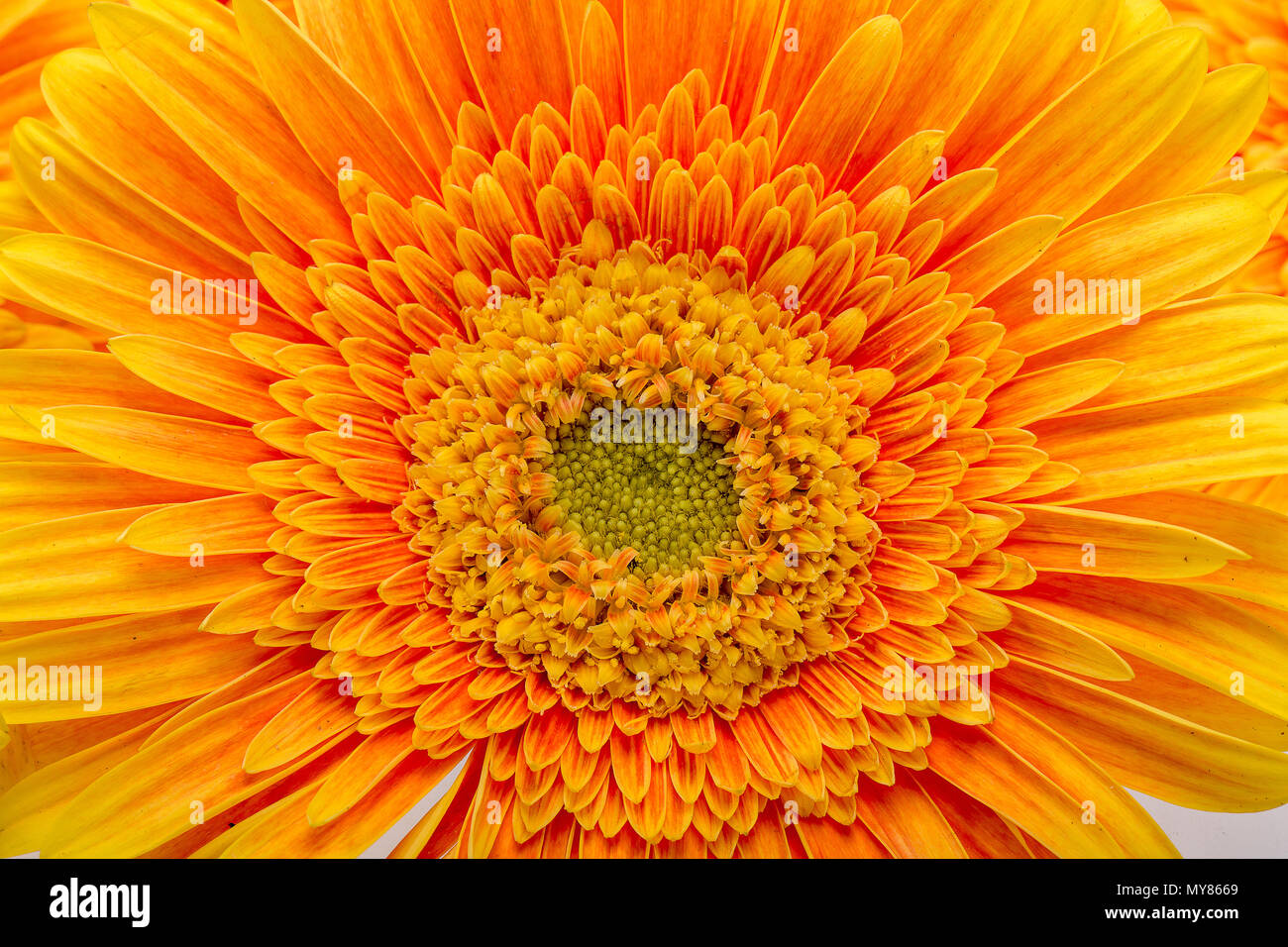 Subtle orange gerbera flowers on white background Stock Photo - Alamy