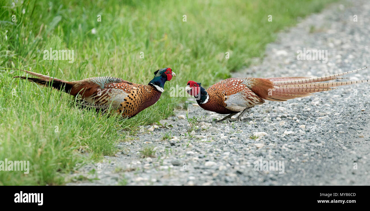 Common pheasant fight hi-res stock photography and images - Alamy