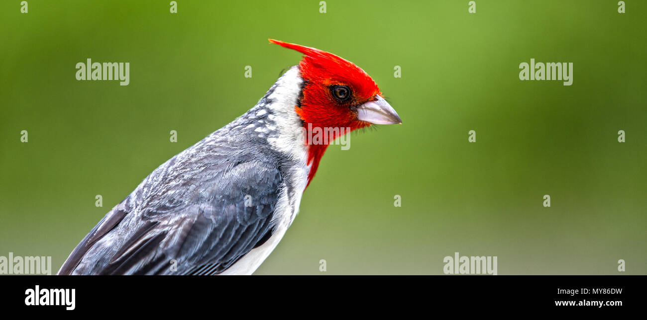 Red Crested Cardinal Bird on Hawaiian Islands Stock Photo - Alamy