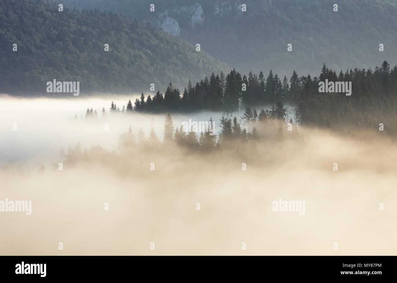 Sunlight on Forest with fog Stock Photo - Alamy