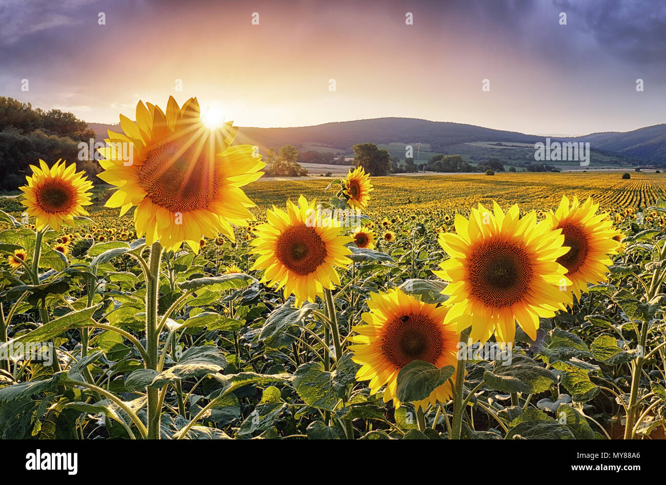 Sunflowers field sunset summer landscape hi-res stock photography and ...