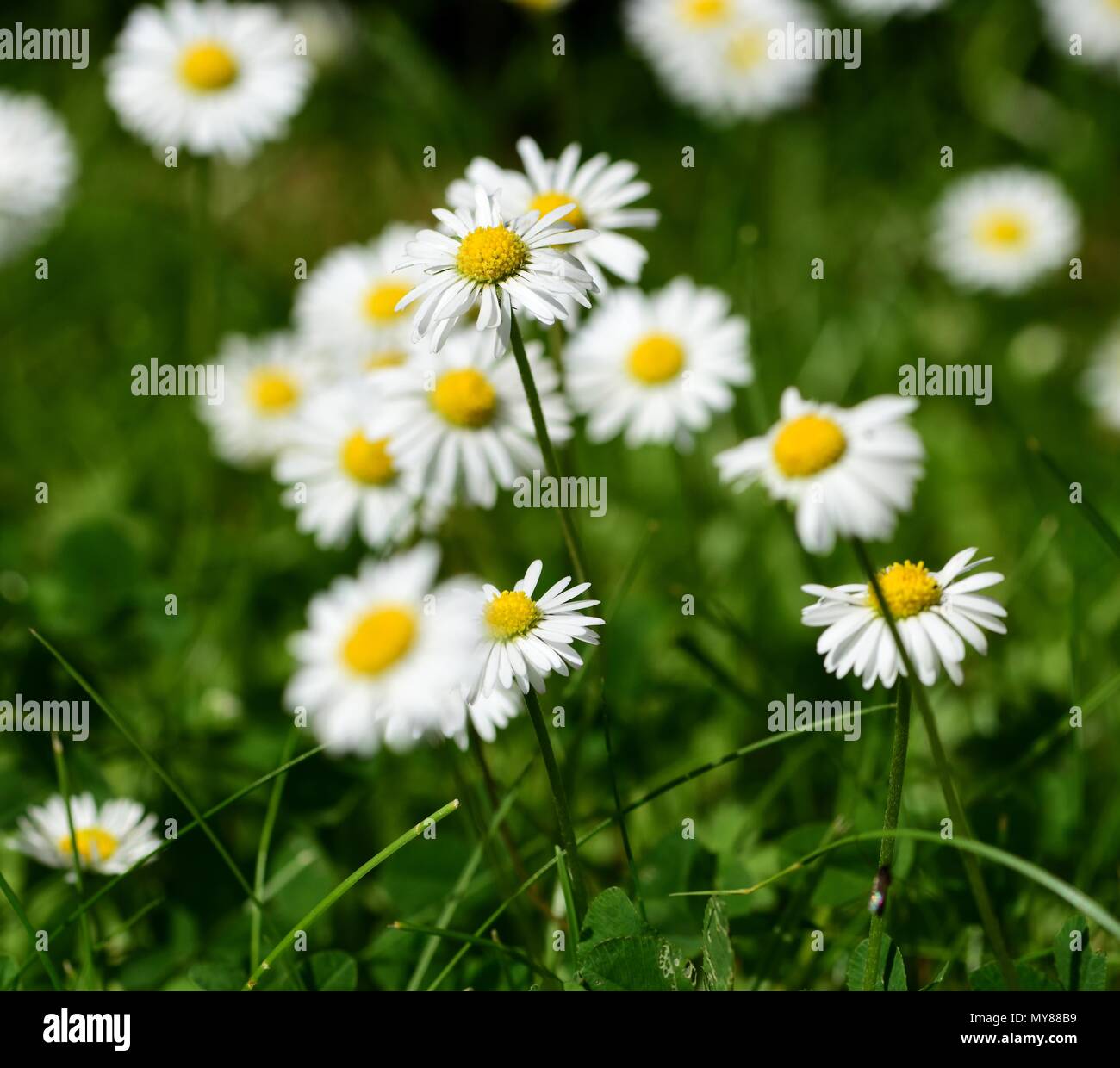 Daisy viewed from ground level Stock Photo - Alamy