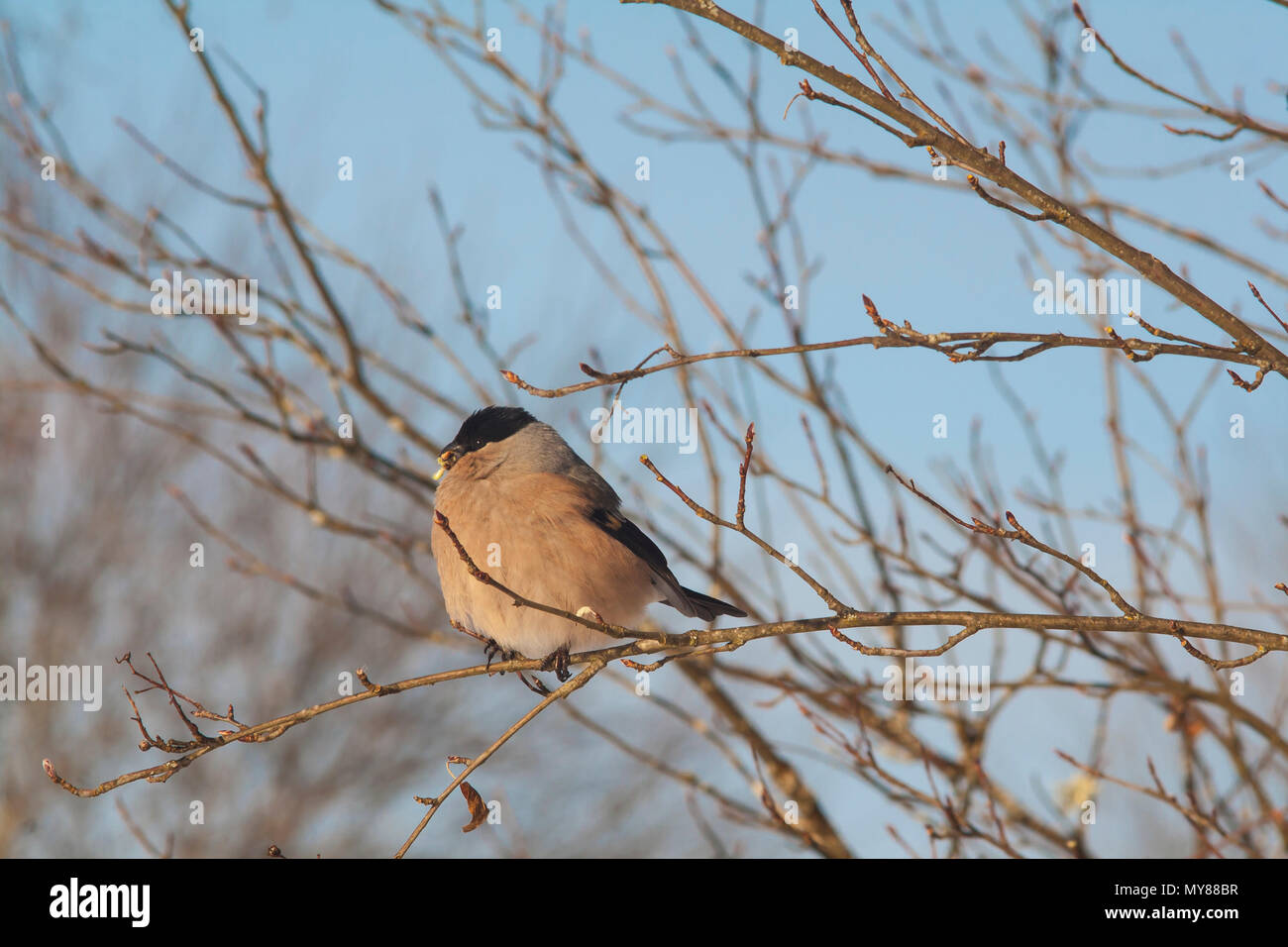 Bullfinch on a branch hi-res stock photography and images - Alamy