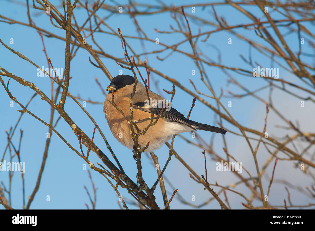 Bullfinch on a branch hi-res stock photography and images - Alamy