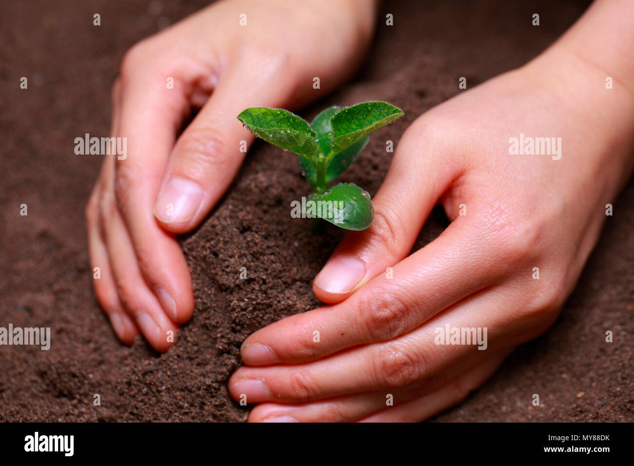 close up of Small spring bud growing Stock Photo - Alamy